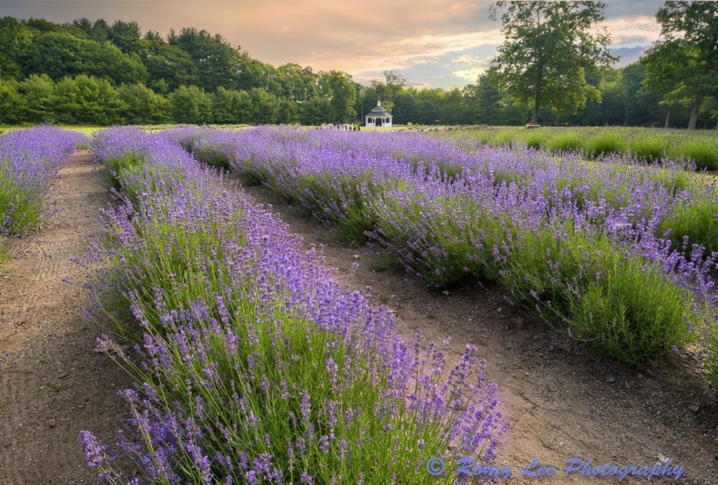 Gallery – Lavender Pond Farm